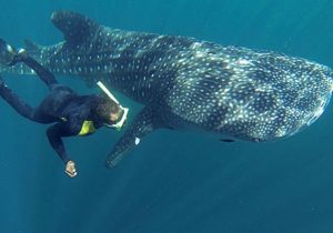 Ikan Terbesar di Dunia: Raksasa Laut yang Mengagumkan! - Pinterpedia